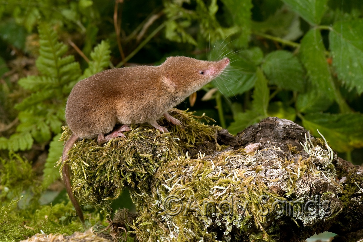 Mammals - Andy Sands Photography