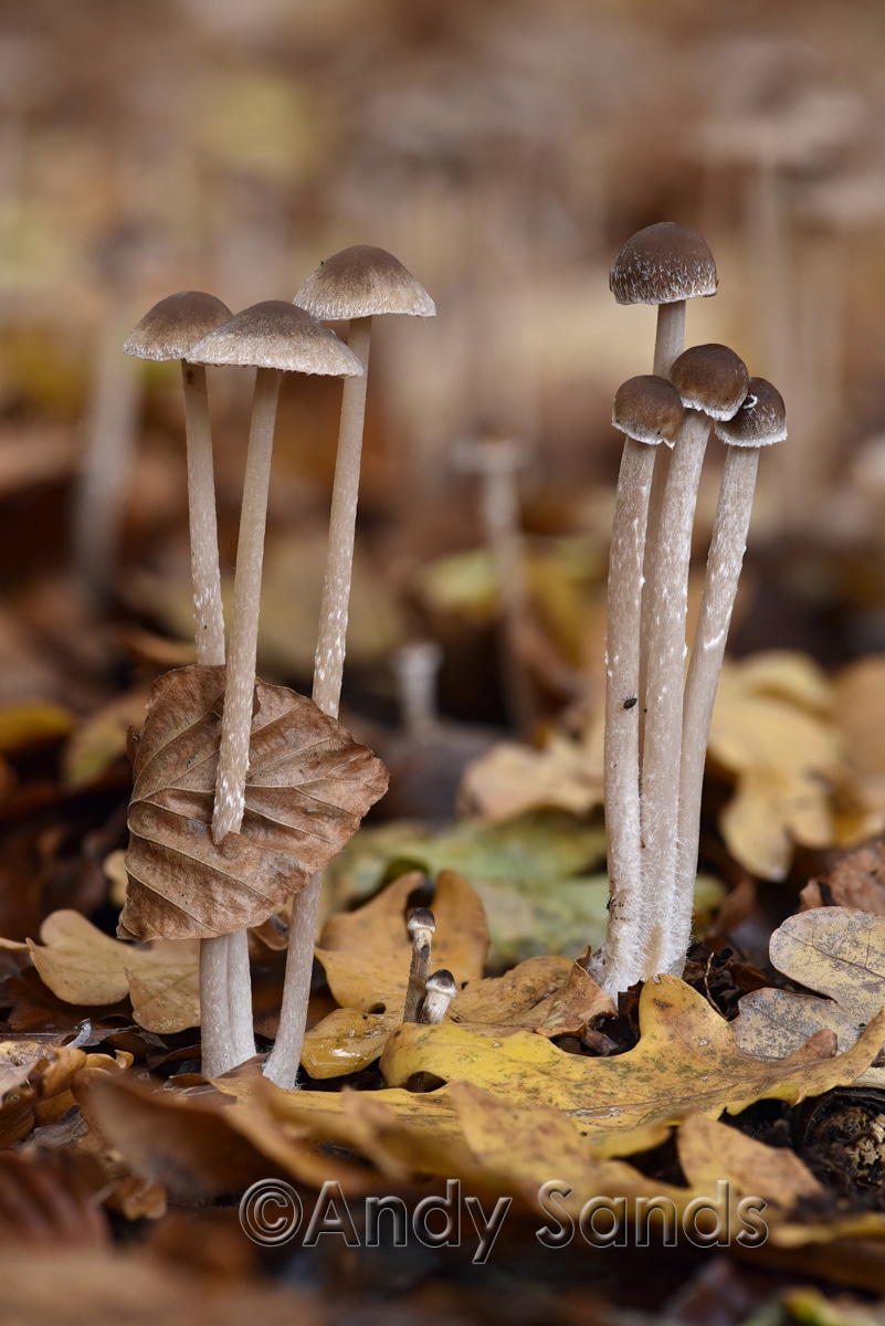 Fungi - Andy Sands Photography