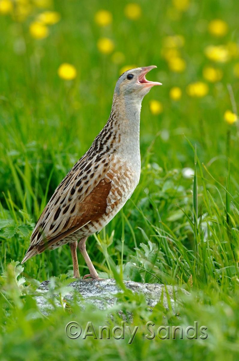 Birds - Andy Sands Photography