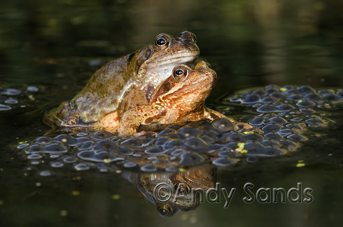 Reptiles & Amphibians - Andy Sands Photography