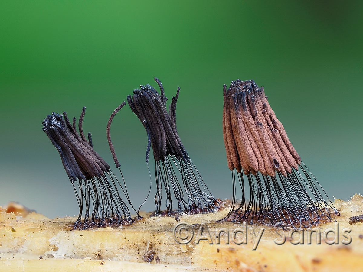 Slime Moulds - Andy Sands Photography