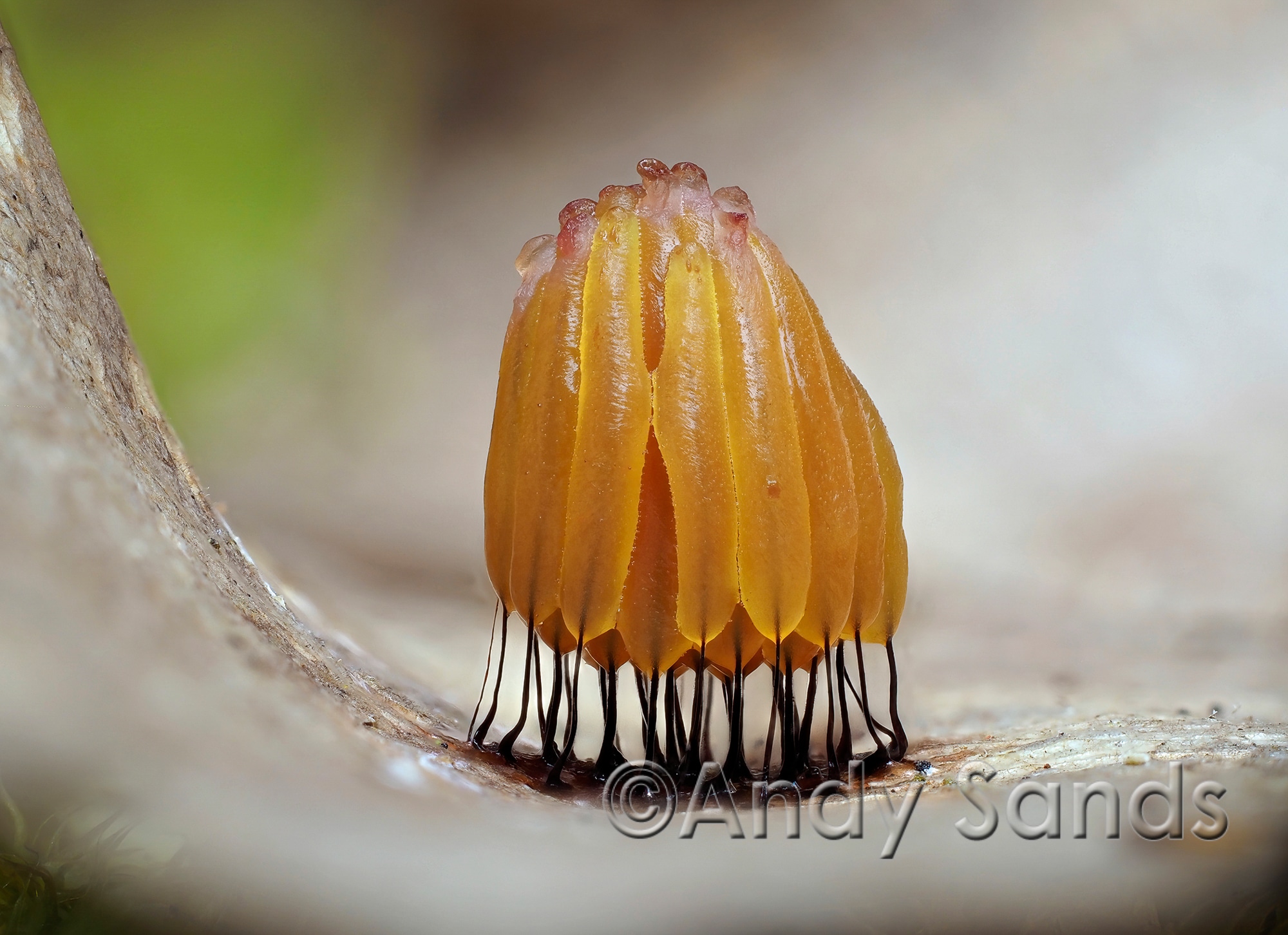 Slime Moulds - Andy Sands Photography