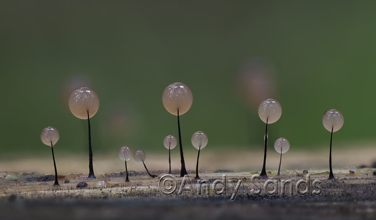Slime Moulds - Andy Sands Photography